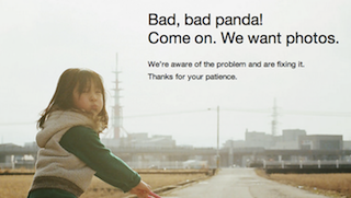 Kisah di Balik Foto Flickr 'Bad, bad Panda'