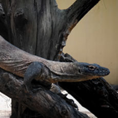 Komodo Jantan Koleksi KBS Ditemukan Mati