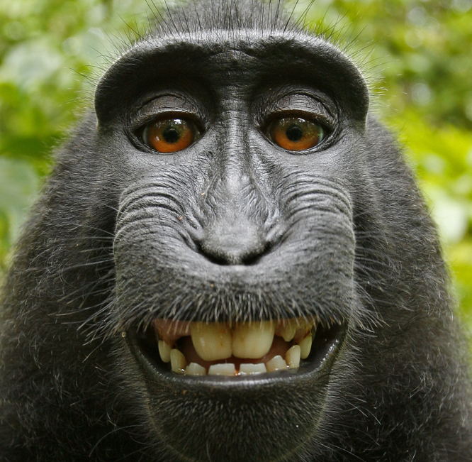 Ketika Foto Monyet Selfie Jadi Perdebatan