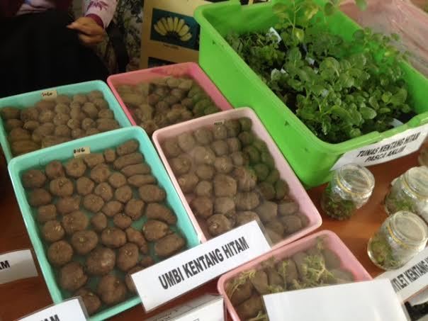 LIPI Budidayakan Kentang Hitam yang Bagus untuk Diet dan Diabetes