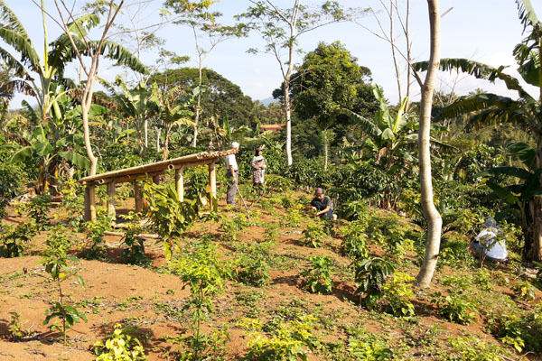 Traveling ke Lampung, Yuk Lari Pagi di Kebun Kopi Gunung Tanggamus