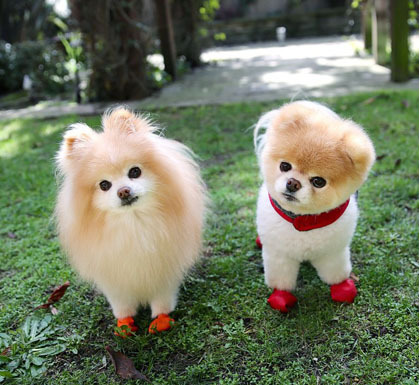 Foto: 10 Anjing Menggemaskan yang Terpopuler di Instagram