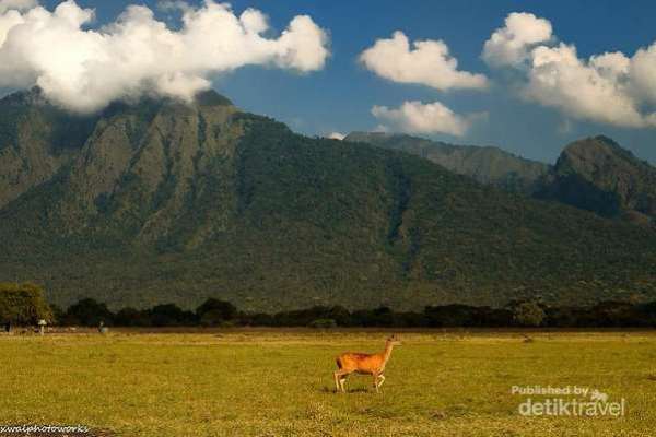 5 Hutan di Indonesia Ini Jadi Favorit Wisatawan