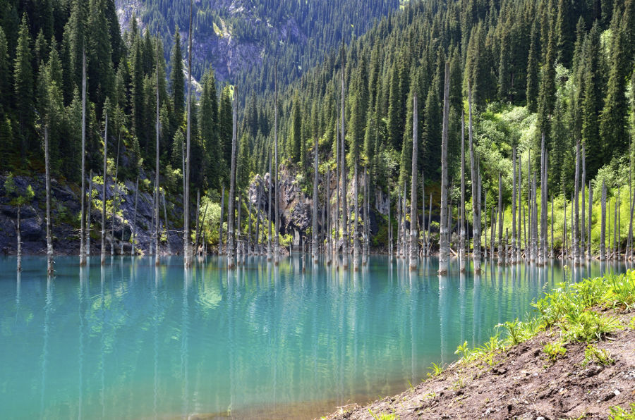 Ini Baru Aneh, Hutan di Dalam Danau di Kazakhstan