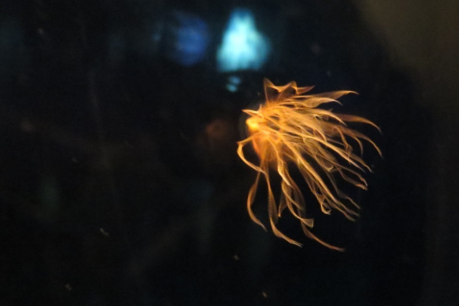 Ubur-ubur Raksasa & 4 Ubur-ubur Ajaib di Osaka, Jepang