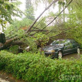Tiga Mobil Tertimpa Pohon Tumbang Saat Hujan Deras di Depok