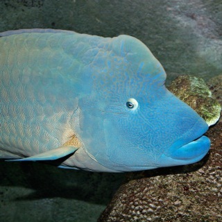 Ikan Napoleon, Si Bibir 'Dower' yang Dipercaya Sebagai Obat Kuat