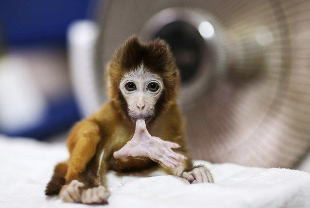 10 Foto Satwa Terbaik Tahun Ini