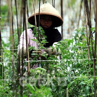 Ini Jenis Cabai yang Paling Menguntungkan Buat Petani