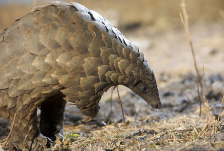 Tak Hanya Daging, Sisik Trenggiling Juga Banyak Dicari di Tiongkok