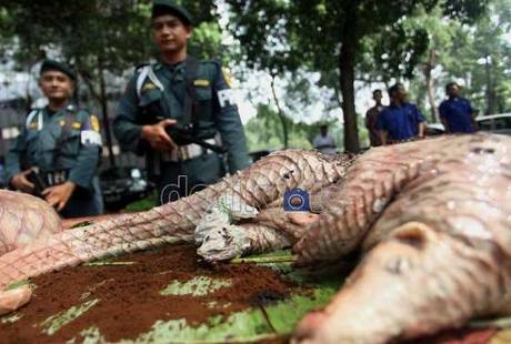 Ini Tanggapan Para Pria Soal Daging Trenggiling Sebagai Obat Kuat