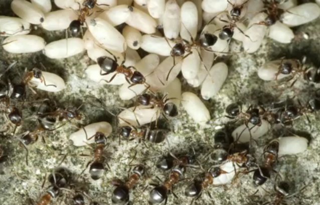 Larva Semut Disulap Jadi Makanan Lezat di Meksiko