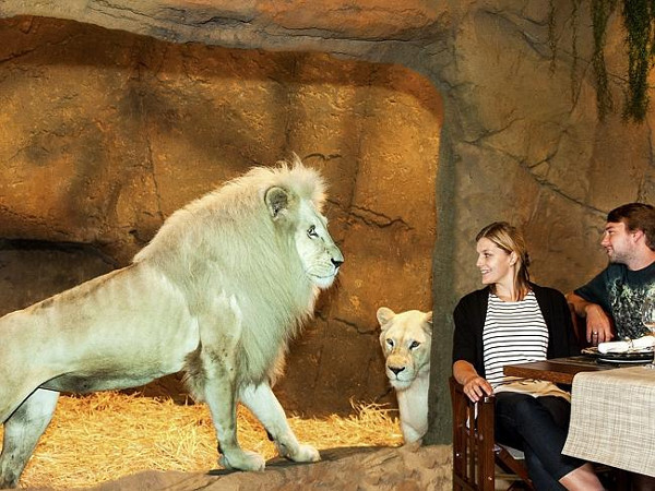 Hotel di Australia Tawarkan Makan Malam Bareng Singa
