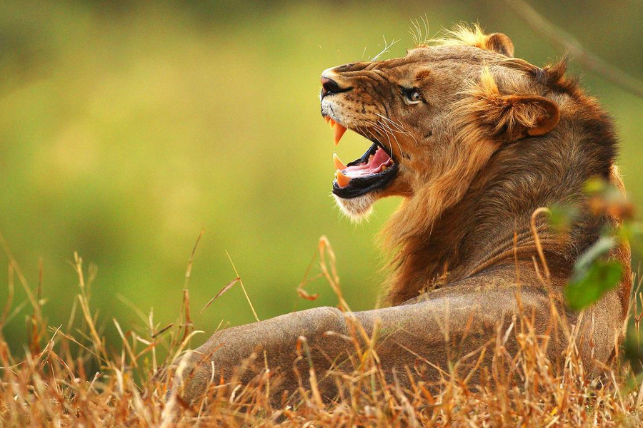 Tur Menegangkan di Afrika, Face to Face dengan Singa di Alam Liar