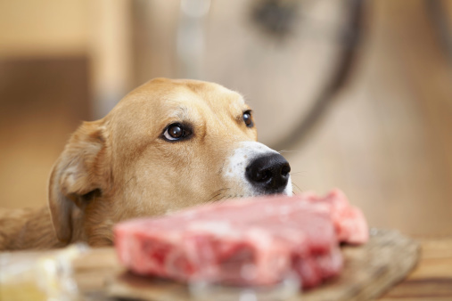 13 Warga Filipina Diketahui Konsumsi Daging Anjing yang Mengidap Rabies