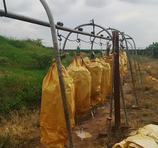 Pakai Cabel Way yang Ditarik Manusia, Buat Pisang Sunpride 'Mulus'