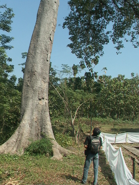 Kini Hanya Tersisa Dua Pohon Berusia 100-an Tahun di Dekat Sendang