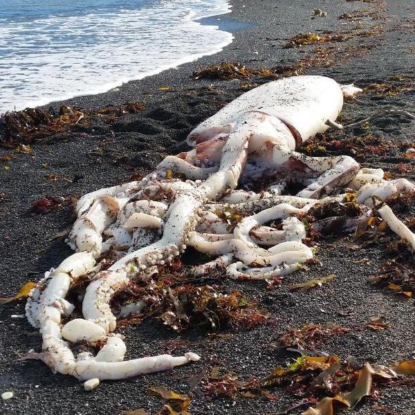 Bukan Hoax, Cumi Raksasa Sunguhan Ditemukan di Selandia Baru