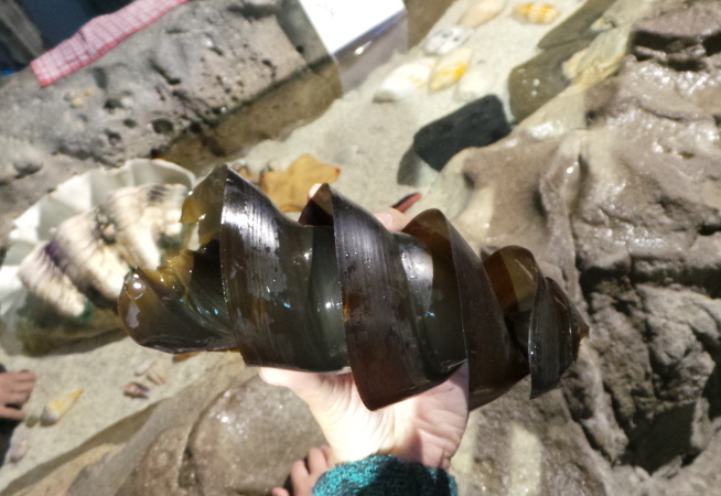 Hiu Ada yang Bertelur, Seperti Ini Cangkangnya