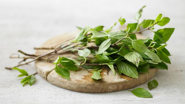 Daun Basil dan Daun Mint Termasuk 6 Daun Herbal Populer