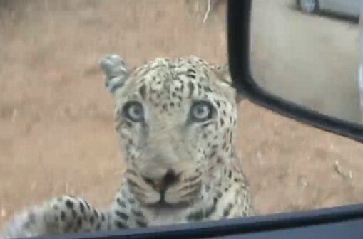 Ngeri! Macan Tutul Terkam Mobil Turis di Afrika Selatan