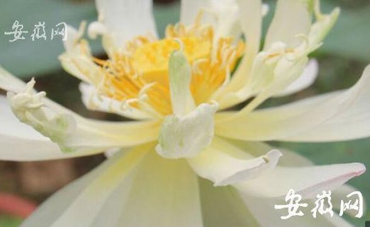 Wah! Bunga Teratai 600 Tahun Mekar di China