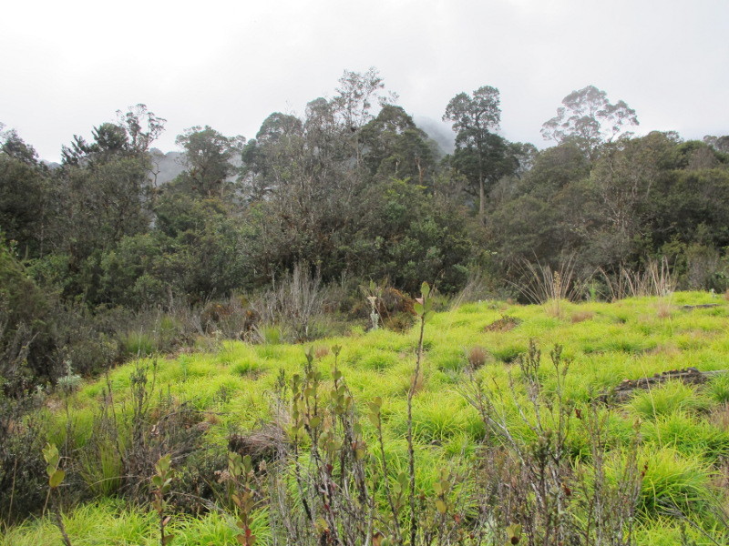 Papua Memang Ajaib, Punya Padang Rumput di Atas Awan