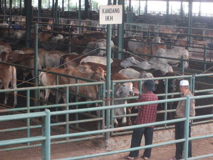 Ini Cara Pemerintah Tingkatkan Populasi Sapi