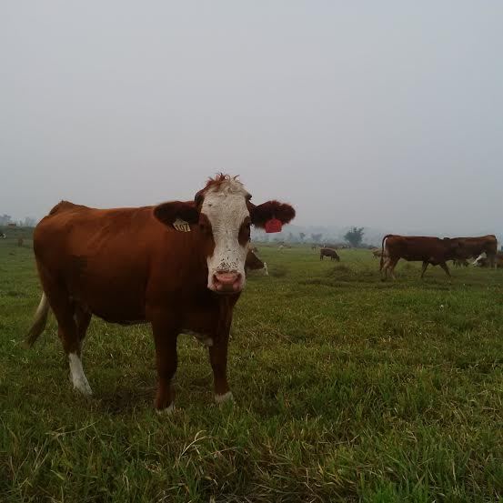 'Tempat Peternakan Sapi Terbaik di Dunia adalah Indonesia'