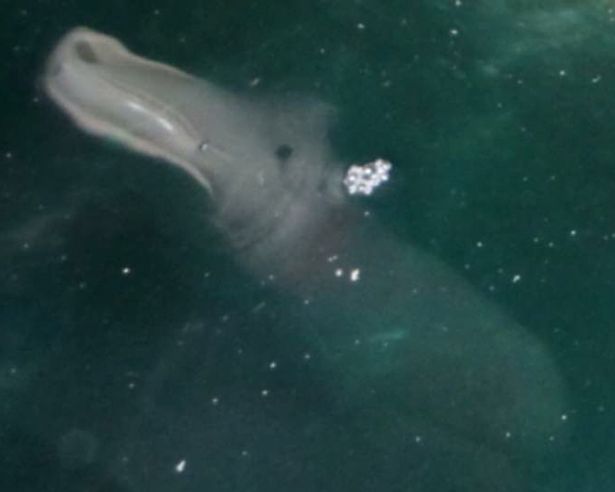 Inikah Penampakan Monster Laut di Yunani?