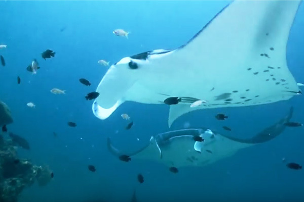 Ikan Pari Manta di Raja Ampat Rajin 'Mandi' Lho!