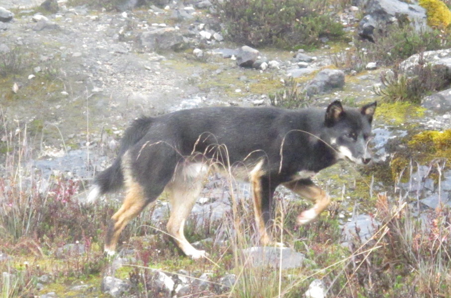 Kisah Anjing Penjaga Puncak Tertinggi Indonesia