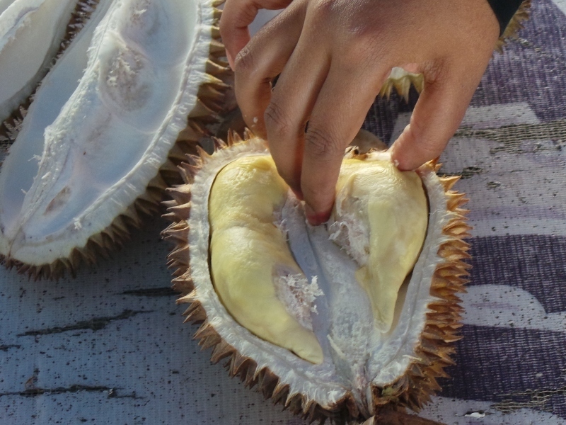 Yang Baru di Lampung, Festival Durian!