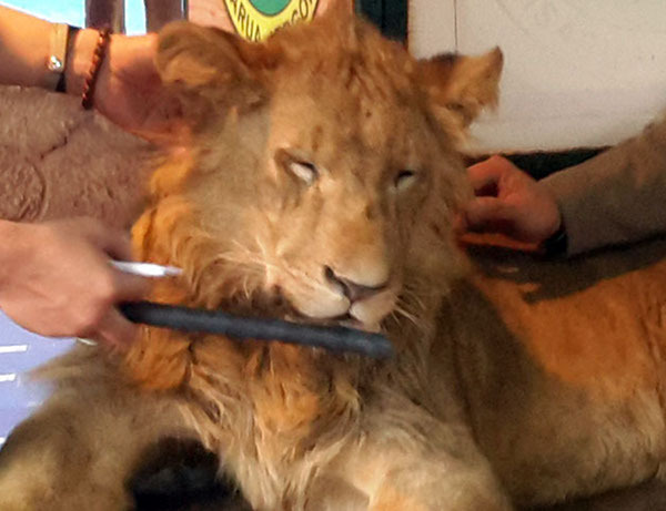 Dugaan Singa Dibius, Saatnya Mengenal Jam Tidur Si Raja Rimba