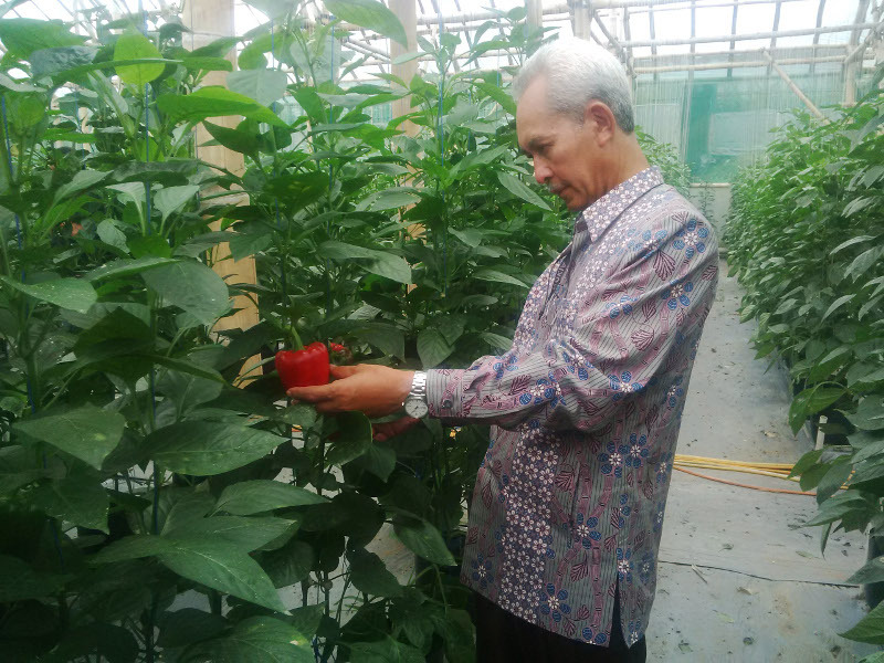 Jalan-jalan ke Kebun Paprika di Pasuruan