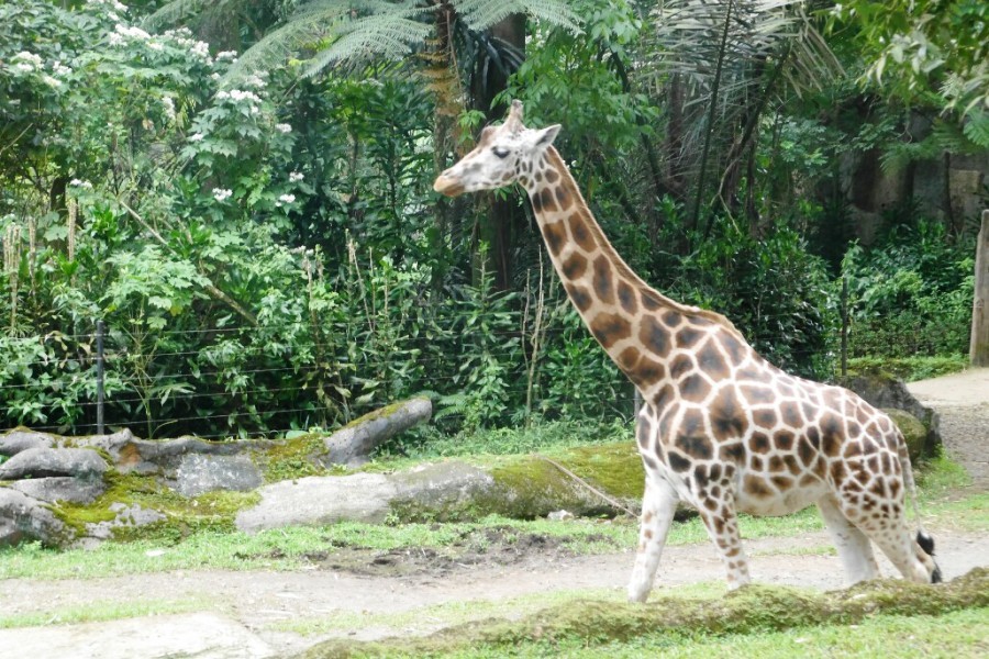 Kenal Lebih Dekat dengan Satwa Lokal Hingga Luar Negeri di Taman Safari