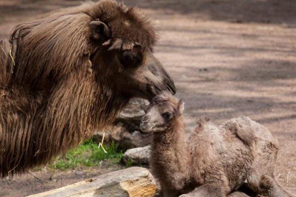 Namanya Mirip dengan Pendiri Amerika, Bayi Unta Populer di Internet