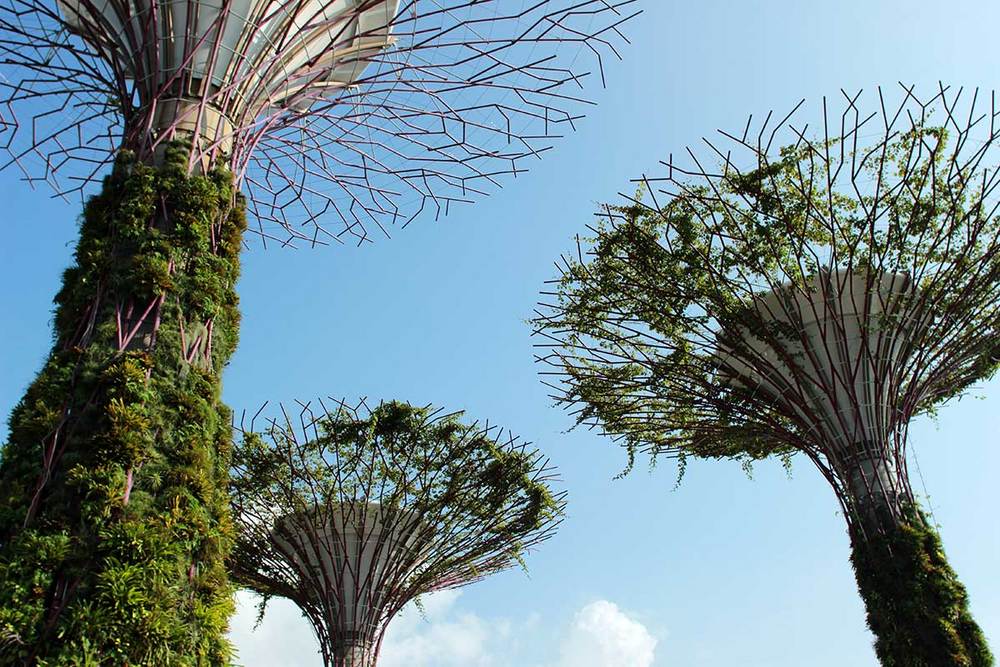 Inilah 'Pohon' Paling Indah & Berguna di Singapura