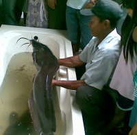 ikan siluman