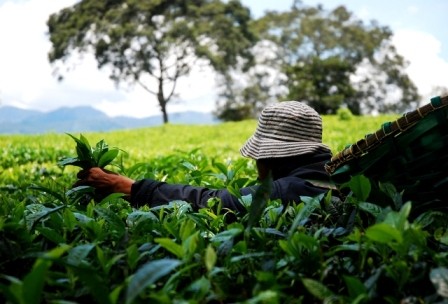 Melihat Lebih Dekat Pengolahan Teh