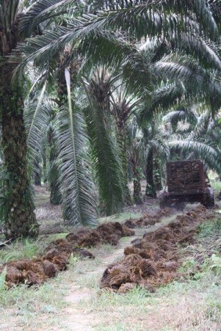 Menyelami Ketakjuban Sawit Di Kalimantan