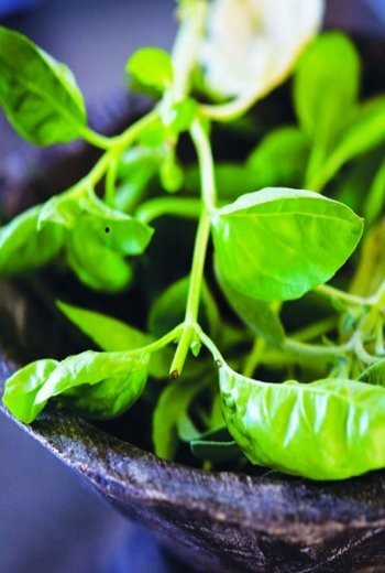 Manfaatkan Khasiat Hebat Rempah Daun Ini!