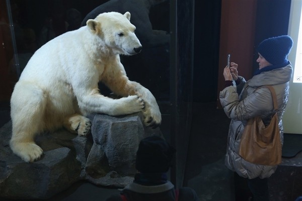 Beruang Kutub Paling Terkenal di Jerman, 'Diawetkan' di Museum