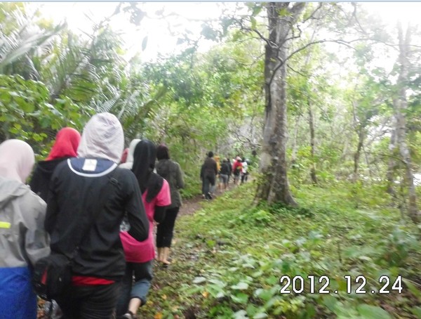 Mengintip Banteng Liar di Padang Gembala Cidaon Ujung Kulon
