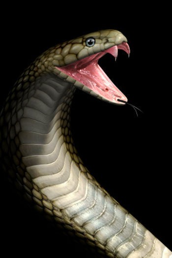 Hewan-hewan Berbahaya yang Racunnya Bisa Digunakan untuk Obat