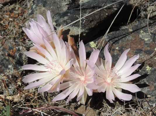 Gogol Mogol dan Umeboshi, Racikan Alami dari Eropa dan Jepang untuk ...