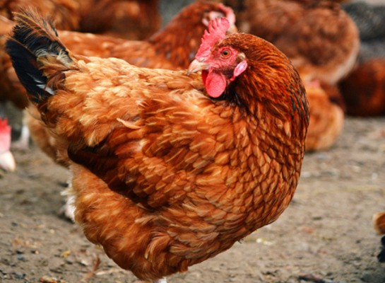 Saat Membeli Ayam Segar di Pasar Tradisional, Perhatikan Hal Penting Ini