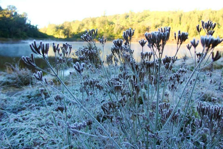 Mau Lihat Bunga Es di Lereng Semeru? Ini Saatnya!