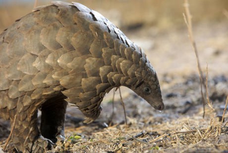 Tak Hanya Daging, Sisik Trenggiling Juga Banyak Dicari di Tiongkok