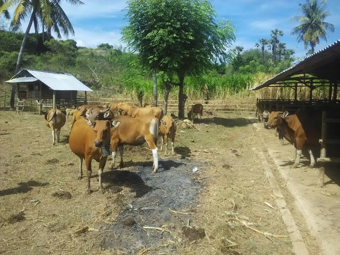 Sapi dari Peternak NTB Rp 7 Juta/Ekor, Sampai Jakarta Rp 13 Juta/Ekor